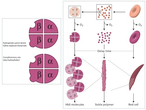 7. Sickle cell anemia, G6PD deficiency, HDN, AIHA