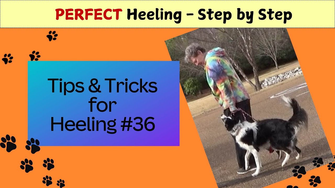 Heeling Tips & Tricks #36 - DIG Left Turns Teaching & Building DESIRE ...