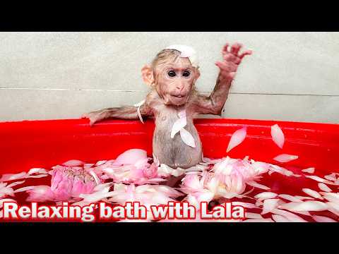 Lala gets a bath and special care after getting into trouble!