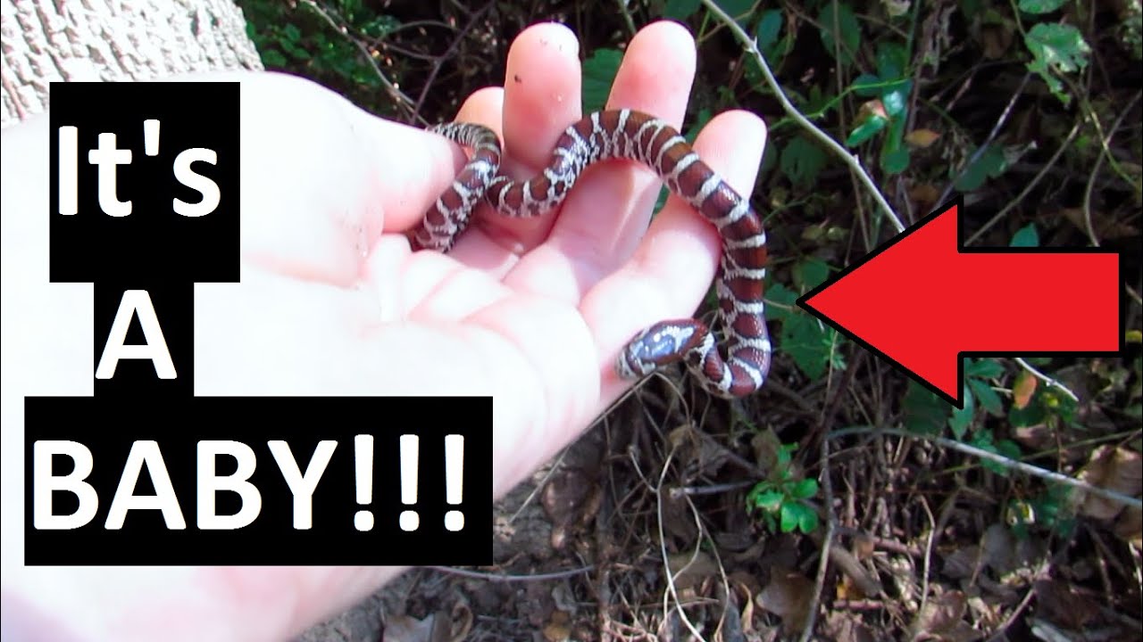 Learn about the Eastern Milk Snake!