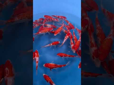 Tosai Ginrin Kohaku (Japanese Koi Nishikigoi) #japanesekoi #fish #koi