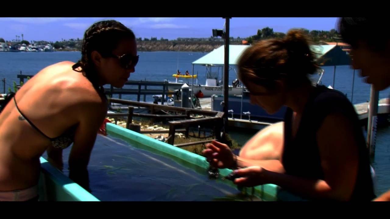 Newport Bay Eelgrass Restoration Project