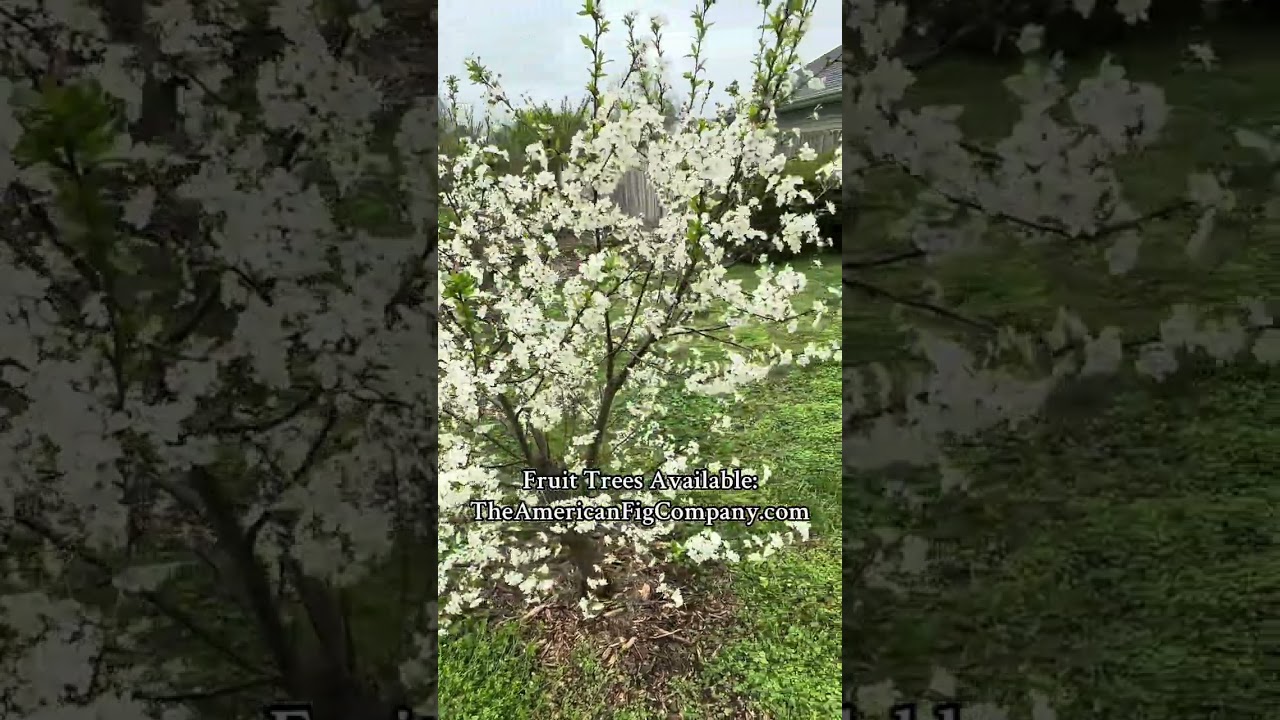 Grow the Best Cherry Tree for Small Backyards & Containers 🌳🍒 Urban Gardening Tips!