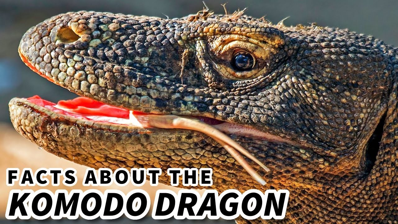 Komodo Dragon Facts: the LARGEST Living LIZARDS 🦎 Animal Fact Files