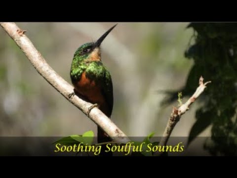 Breathtaking Nature Pictures, Hummingbirds and Flowers. Relaxing Music Stress Relief. HD. Part 3
