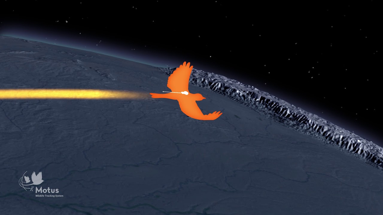 Motus Wildlife Tracking System