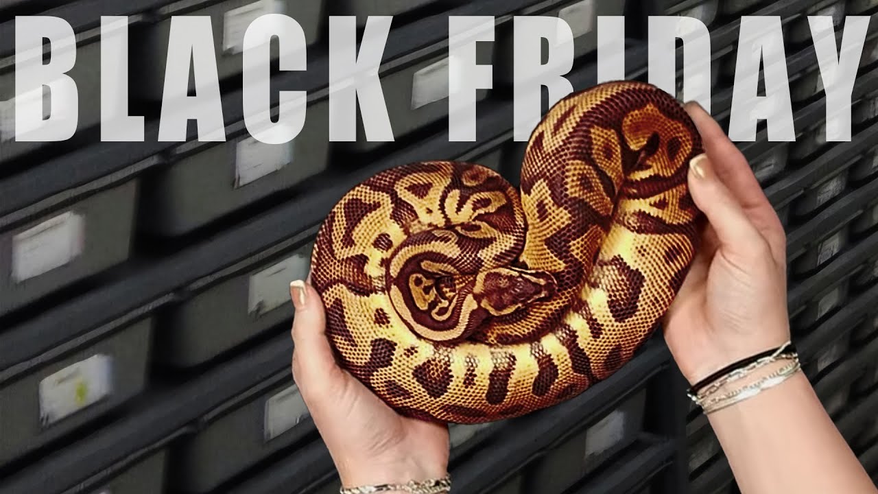AMAZING Black Friday Ball Python SALE