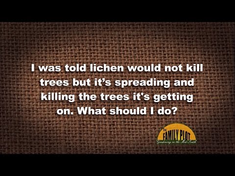 Q&A - Help! Lichen is killing my tree.
