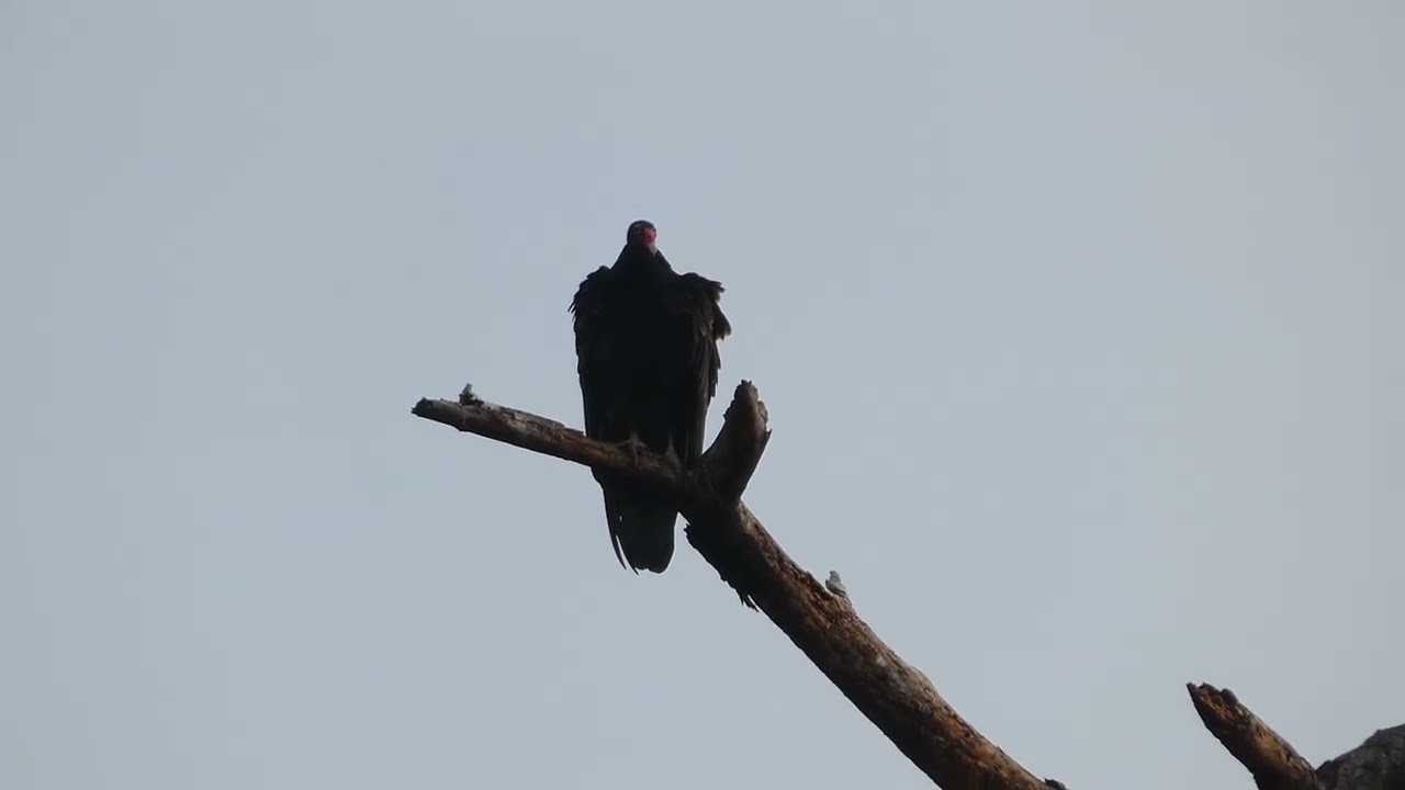 A Turkey Vulture (Cathartes Aura) preening 