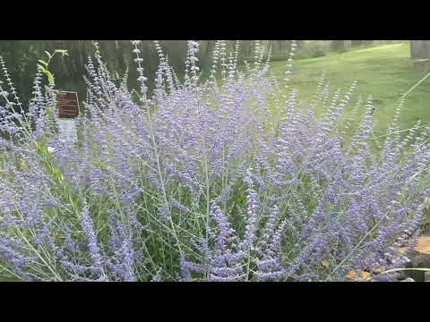 Russian Sage