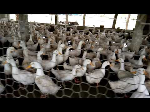 Duck Farming in India