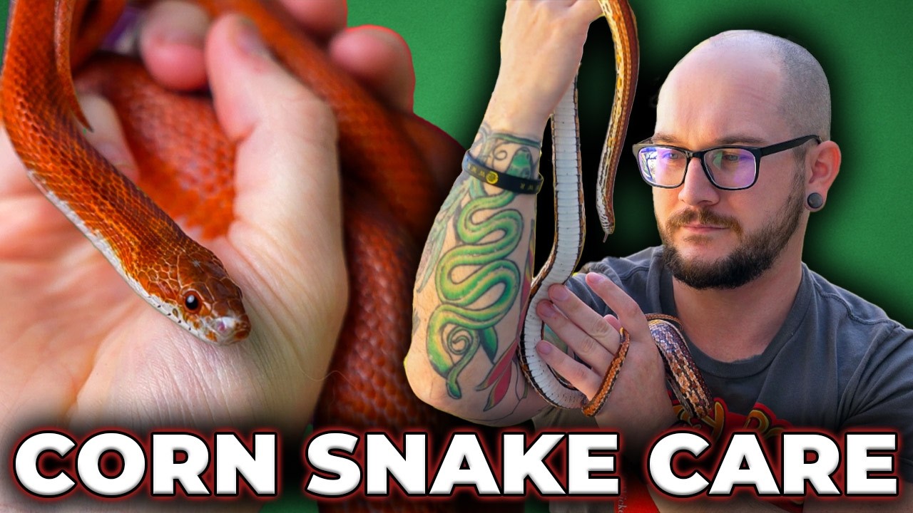 Complete Corn Snake Care Guide 2026