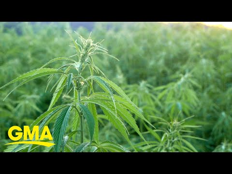 Trailblazers in NY cannabis market represent equity in a budding industry
