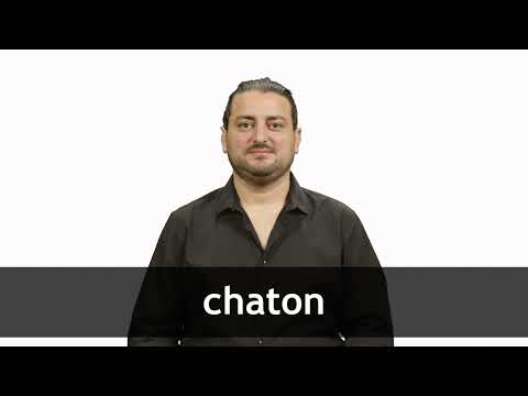 English Translation of “CHATON” | Collins French-English Dictionary
