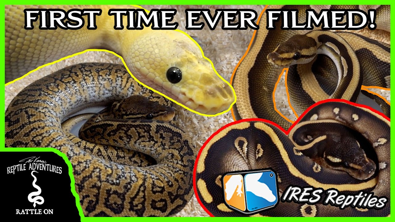 INCREDIBLE EUROPEAN BALL PYTHON FACILITY TOUR! (IRES Reptiles - THREE NEW GENES!)