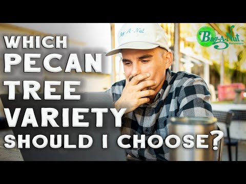 What Kind Of Pecan Tree Variety Should I Plant? Planting Pecan Trees That Work.