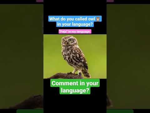 What do you called owl🦉in your language? #shorts #owl