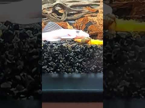 l144 pleco snow white