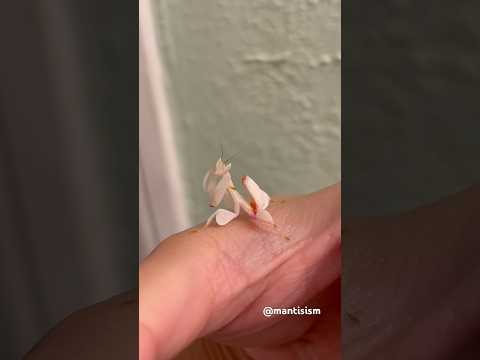 Orchid mantis nymph