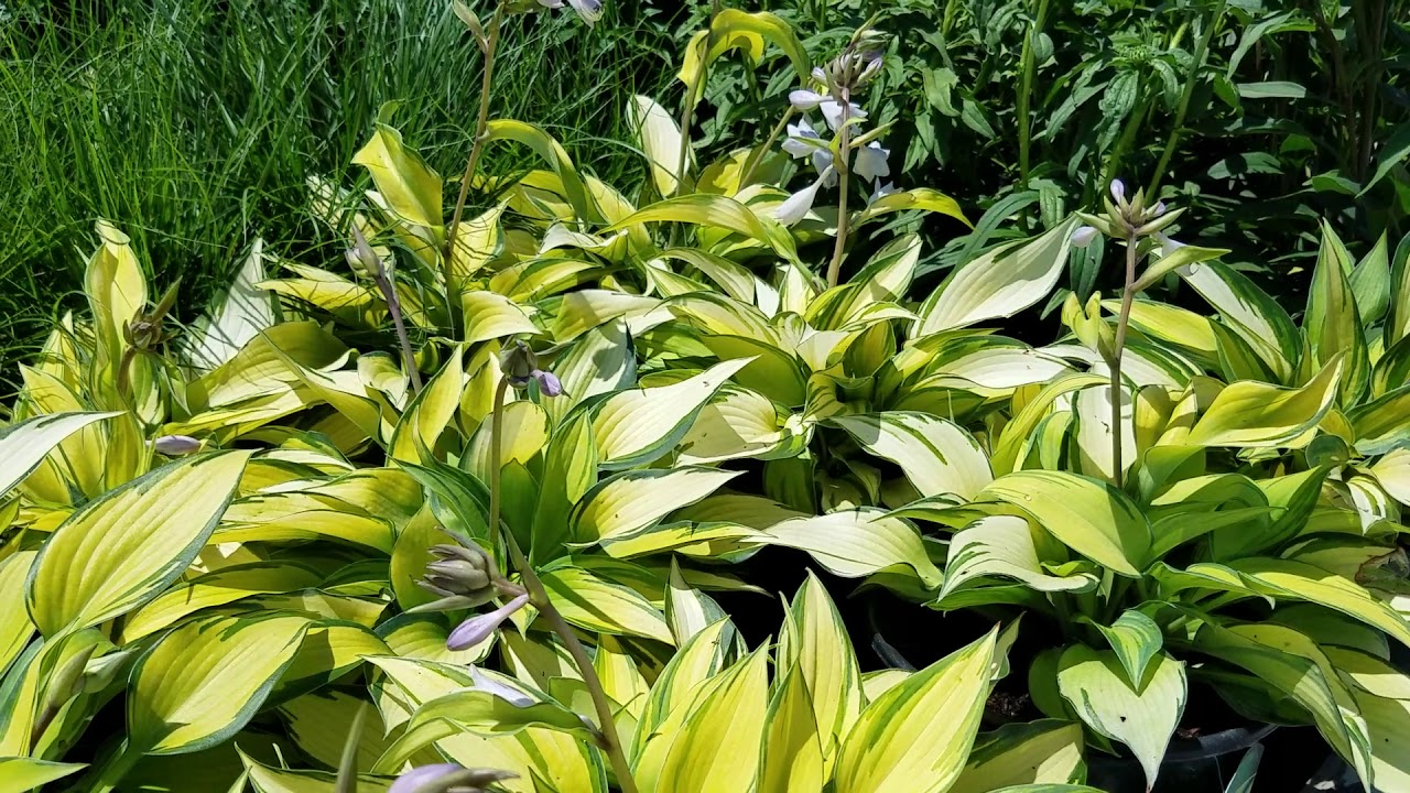 Hosta June