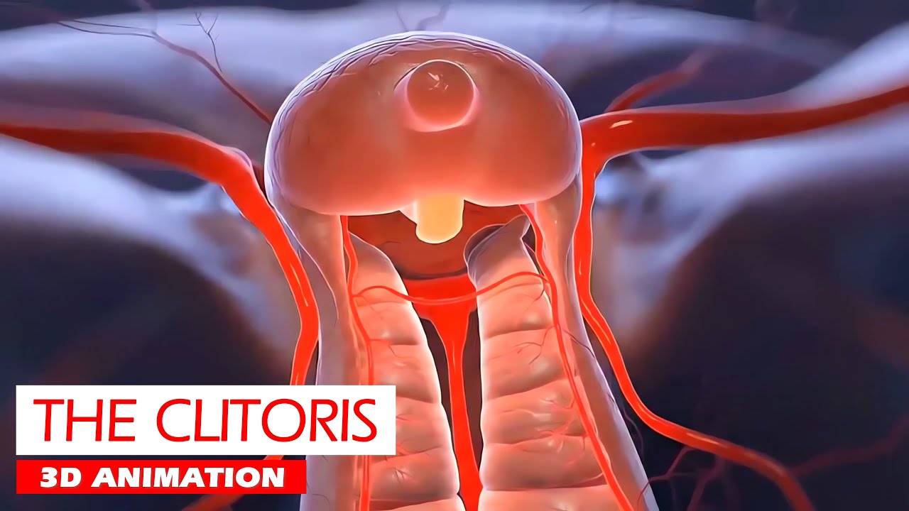 The Clitoris Anatomy Explained | 3D Animation
