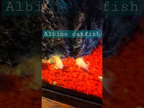 Albino Catfish, best bottom feeders!