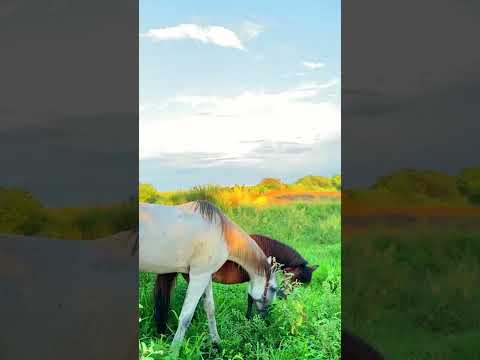What is going on with this horse 135 #horsegirls #animals #horsegirl