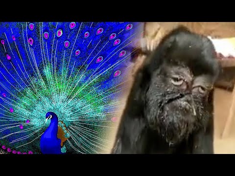Most Unbelievable Rare Animals Found In China