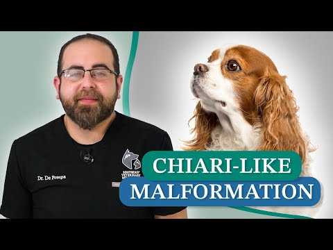 Chiari-like Malformation and Syringomyelia || Dr. DePompa