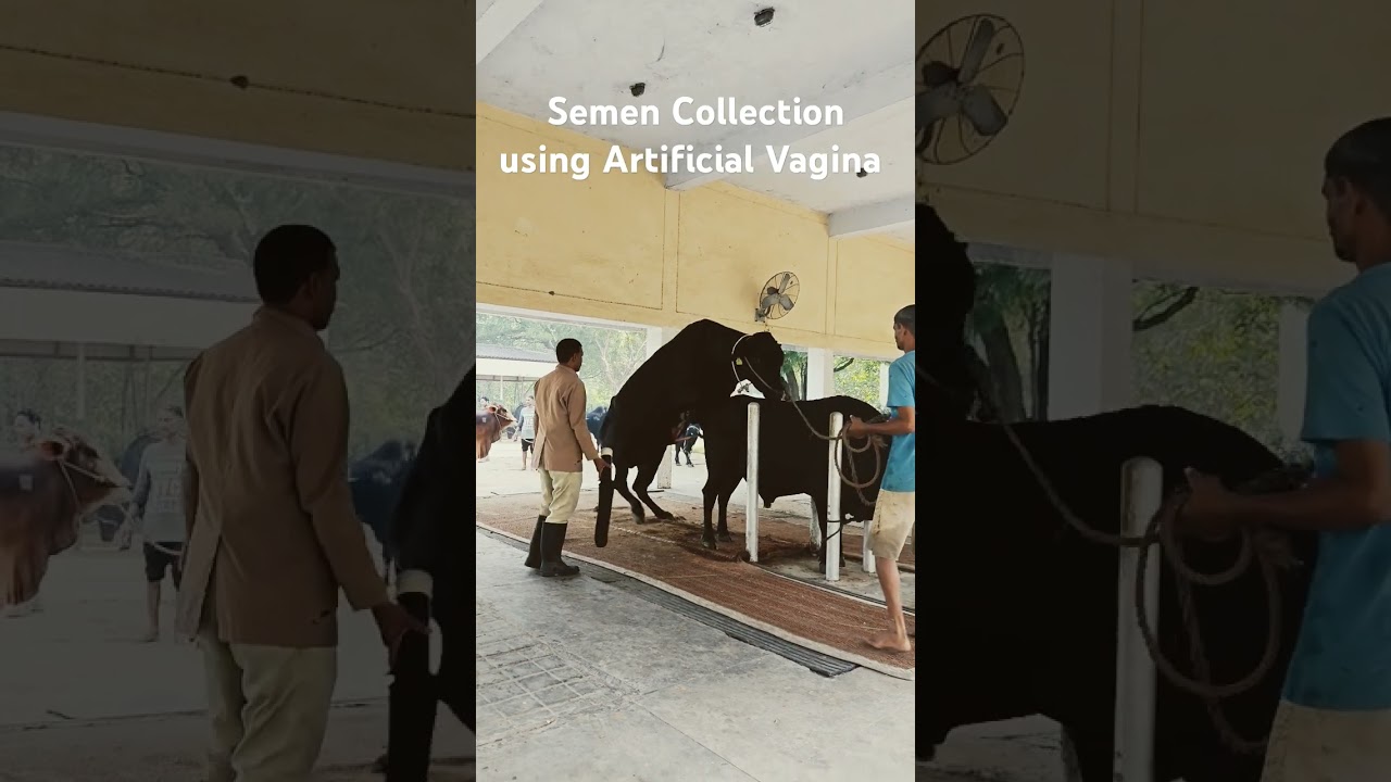 Semen Collection using Artificial Vagina.