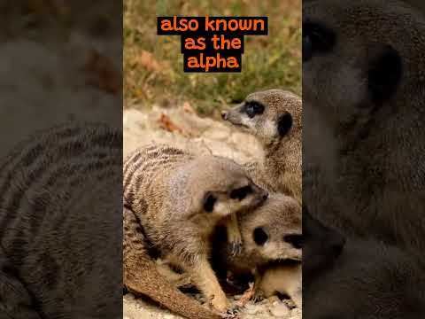 The Social Structure of Meerkats | The Wild Animal Facts