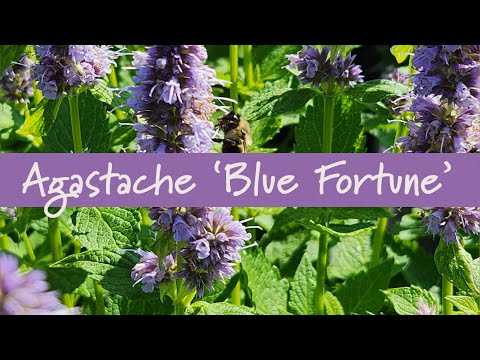 Agastache 'Blue Fortune' at Prides Corner Farms