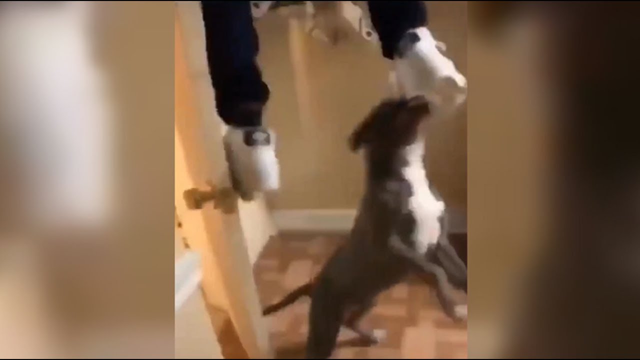 No, My Dog Doesn't Bite!