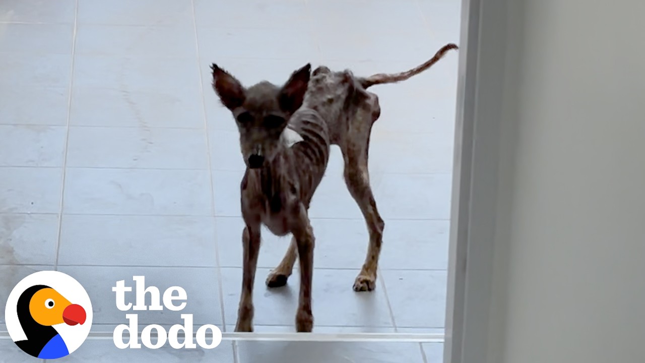This Rescue Dog's Transformation Will Leave You Speechless | The Dodo
