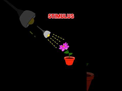 STIMULUS/STIMULI #stimulus#stimuli || WHAT IS STIMULUS/STIMULI #shorts#viral#trending