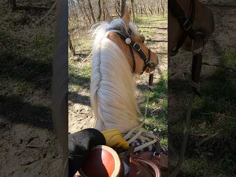 Are You A Horse Trainer?