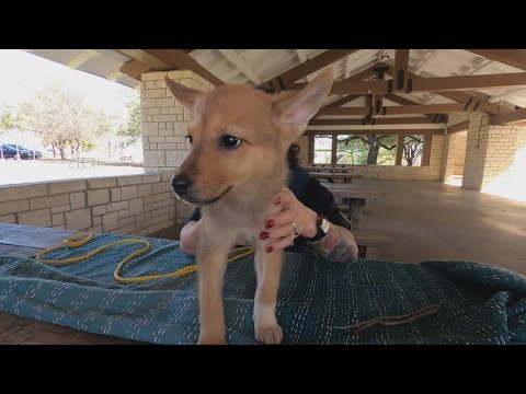 Toast and Max are now poster dogs for Dallas pet adoption needs; hundreds of dogs in need of homes