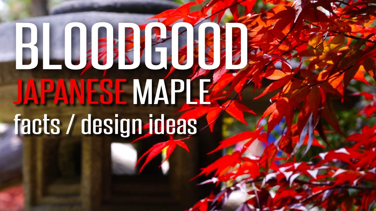 Bloodgood Japanese Maple | Design Ideas & Facts