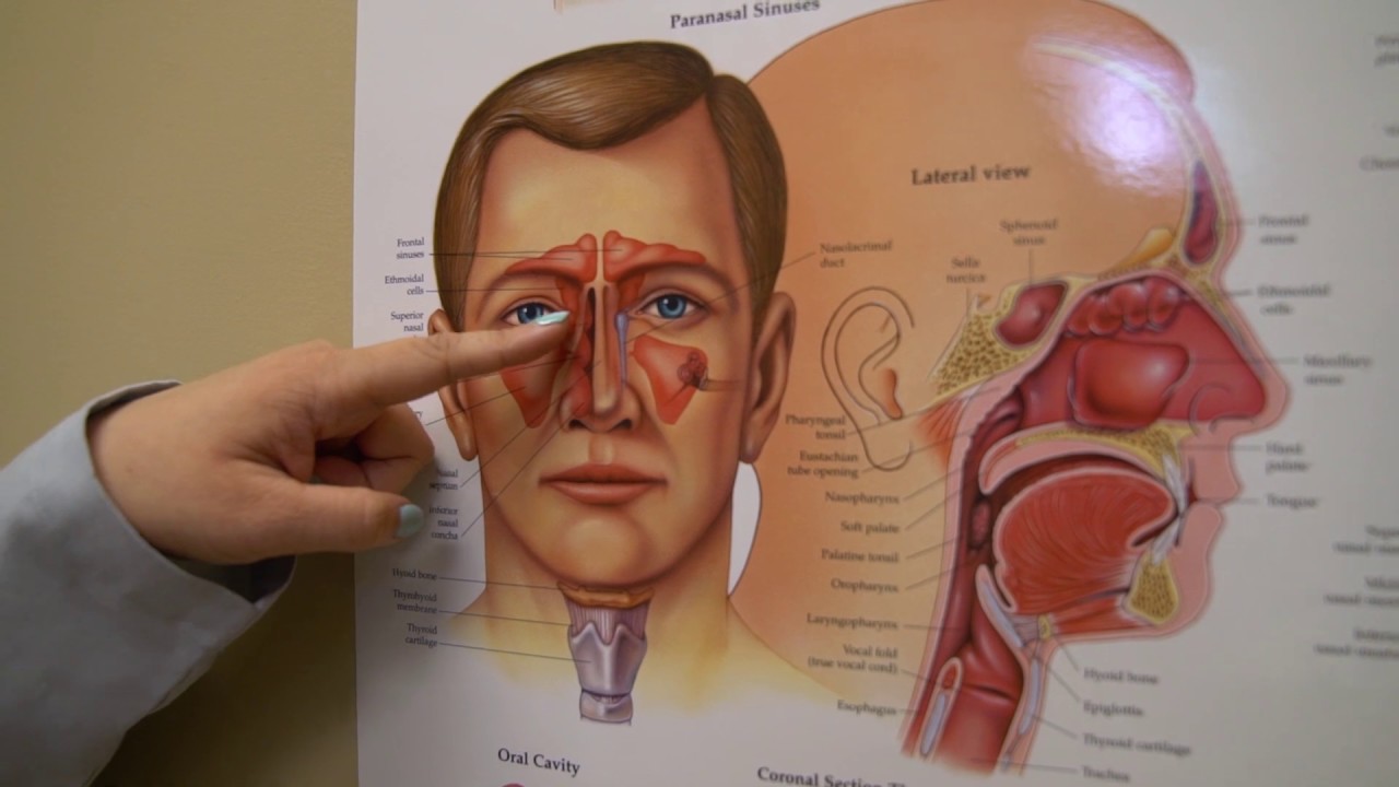 Nasal Endoscopy Procedure