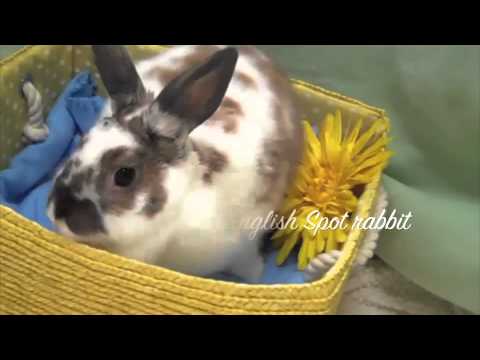 Jan, a 1-year-old English Spot rabbit available for adoption at Ozaukee Humane Society
