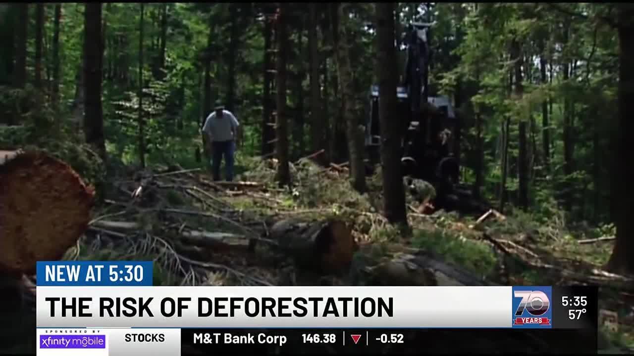 UVM researcher studies risks brought on by deforestation