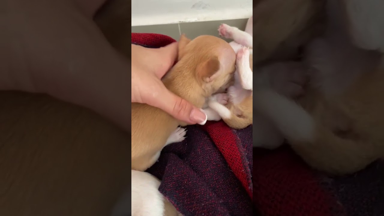 Puppy Bites Wrong  Nipple