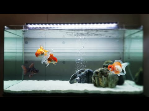 Gold Fishes - Wholesale Price & Mandi Rate for Golden Fish in India
