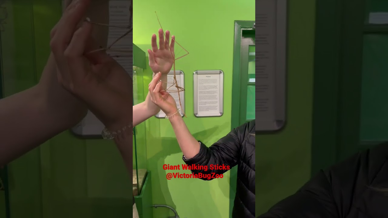 How Big Can a Giant Walking Stick Insect Get? This One Will Blow Your Mind! Go C @ Victoria Bug Zoo