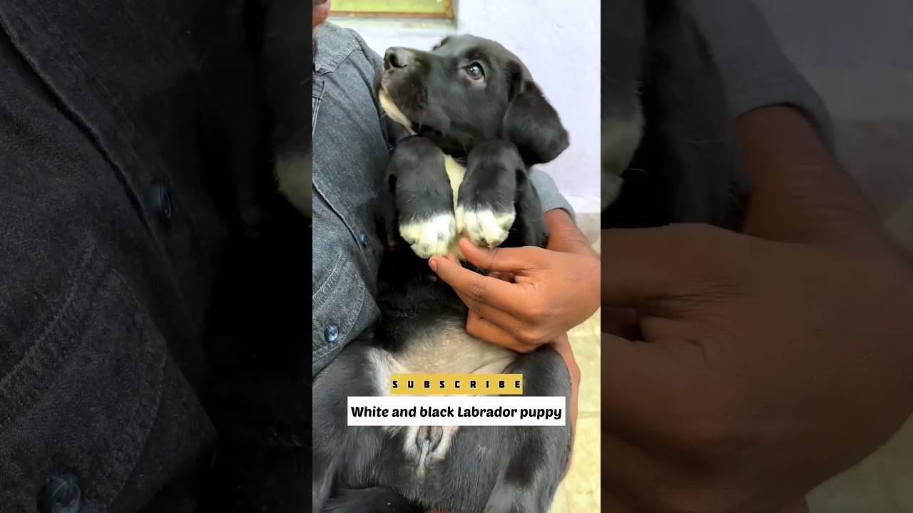 Black and white lab #youtube #dog #shorts #short #labrador