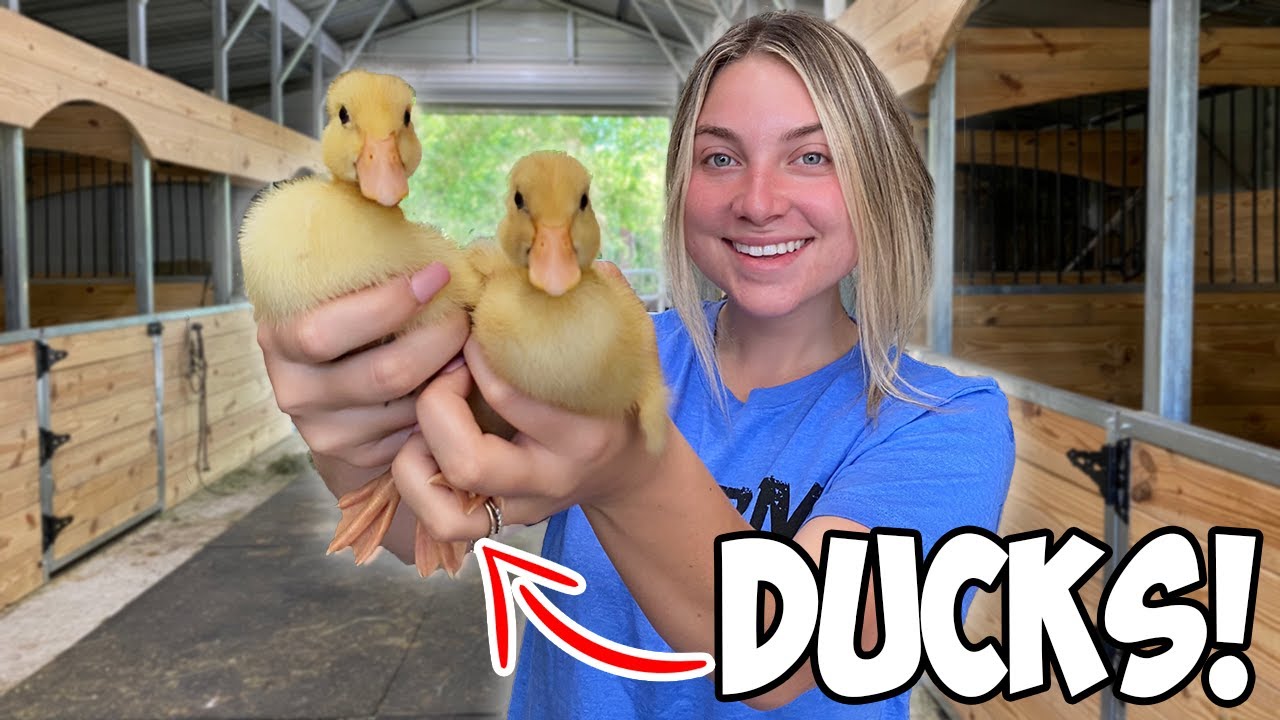We Got Baby DUCKS! *cute animals*