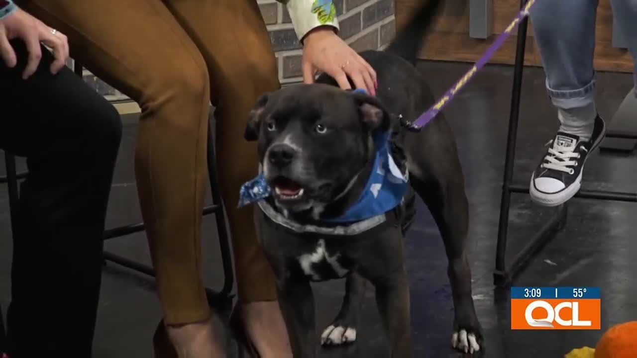 Adoptable 4-Legged Friends: Meet 