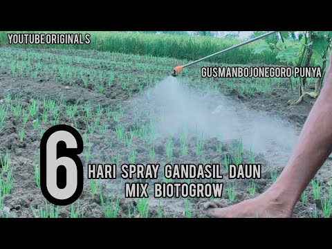 BAWANG MERAH ENAM HARI DI SPRAY GANDASIL DAUN MIX BIOTOGROW