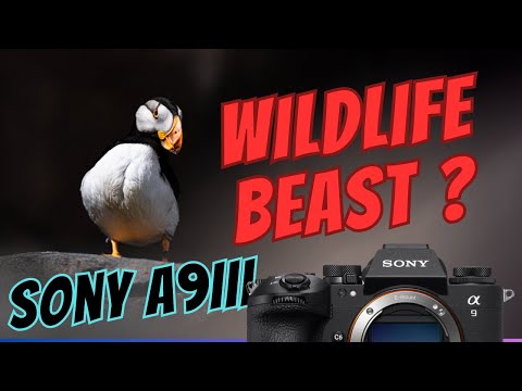 Sony A9 III: Phenomenal camera (ILCE-9M3)