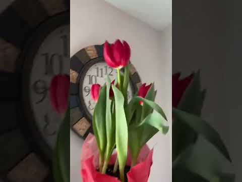 Who loves tulips